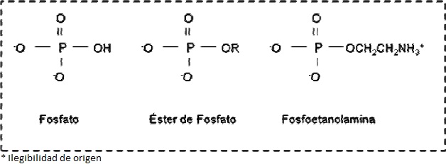 La disponibilidad del fósforo es producto de la actividad bacteriana en ...