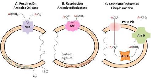 Impacto del arsénico en el ambiente y su transformación por microorganismos