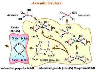 Impacto del arsénico en el ambiente y su transformación por microorganismos