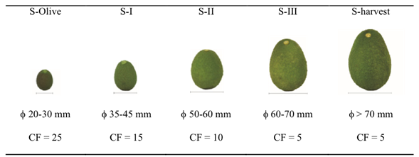 Accumulation of nutrients during the development of ‘Méndez’ avocado fruit