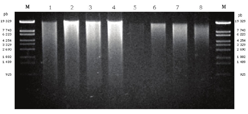 An improved method for extraction of microbial DNA from alkaline-saline ...