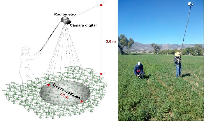 Estimación de variables biofísicas en alfalfa (Medicago sativa L ...