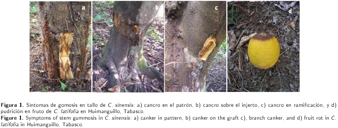 Identificación del agente causal e importancia de la gomosis en la zona ...