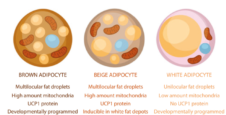 Obesity and thermogenic adipose tissue plasticity in dogs