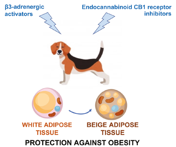 Obesity and thermogenic adipose tissue plasticity in dogs