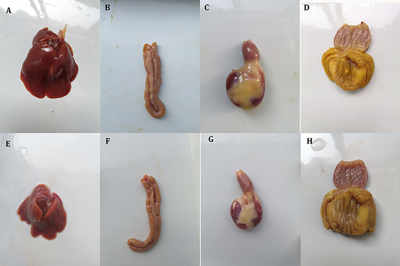 Growth retardation and immunosuppression in SPF chickens infected by ...