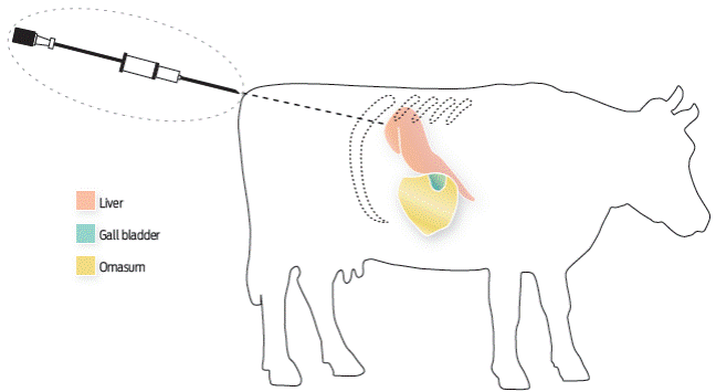 Practical use of clinical cytology for the diagnosis of hepatic ...