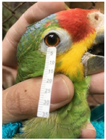 Use of endodontic paper points and Schirmer strips for measurement of ...