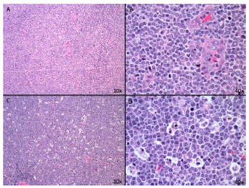 Canine lymphoma: Pathological and clinical characteristics of patients ...