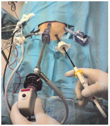 The rabbit as a surgical model for early training stages of the ...