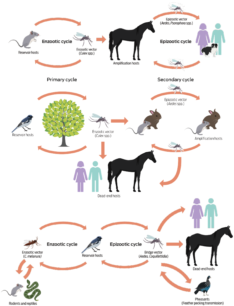 Encefalitis equina del oeste