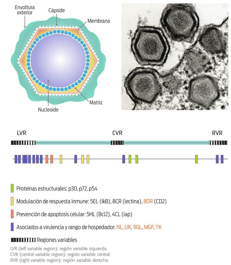 Epidemia de peste porcina africana: estado actual
