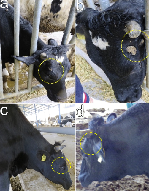 Papillomatosis In Cattle