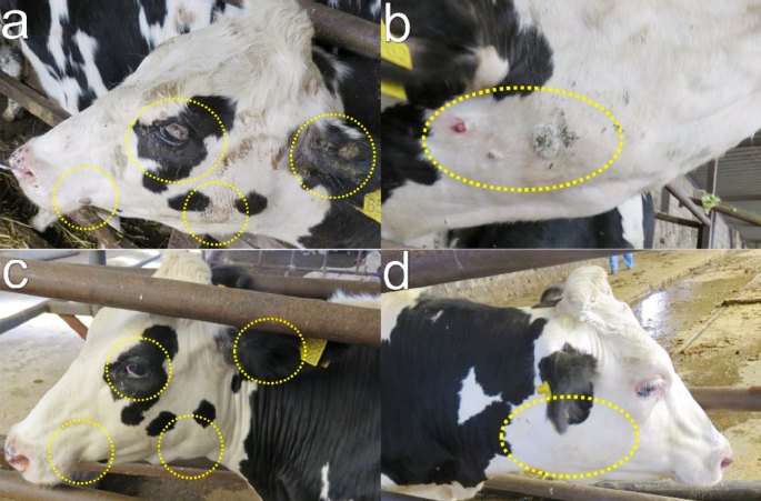 Papillomatosis In Cattle